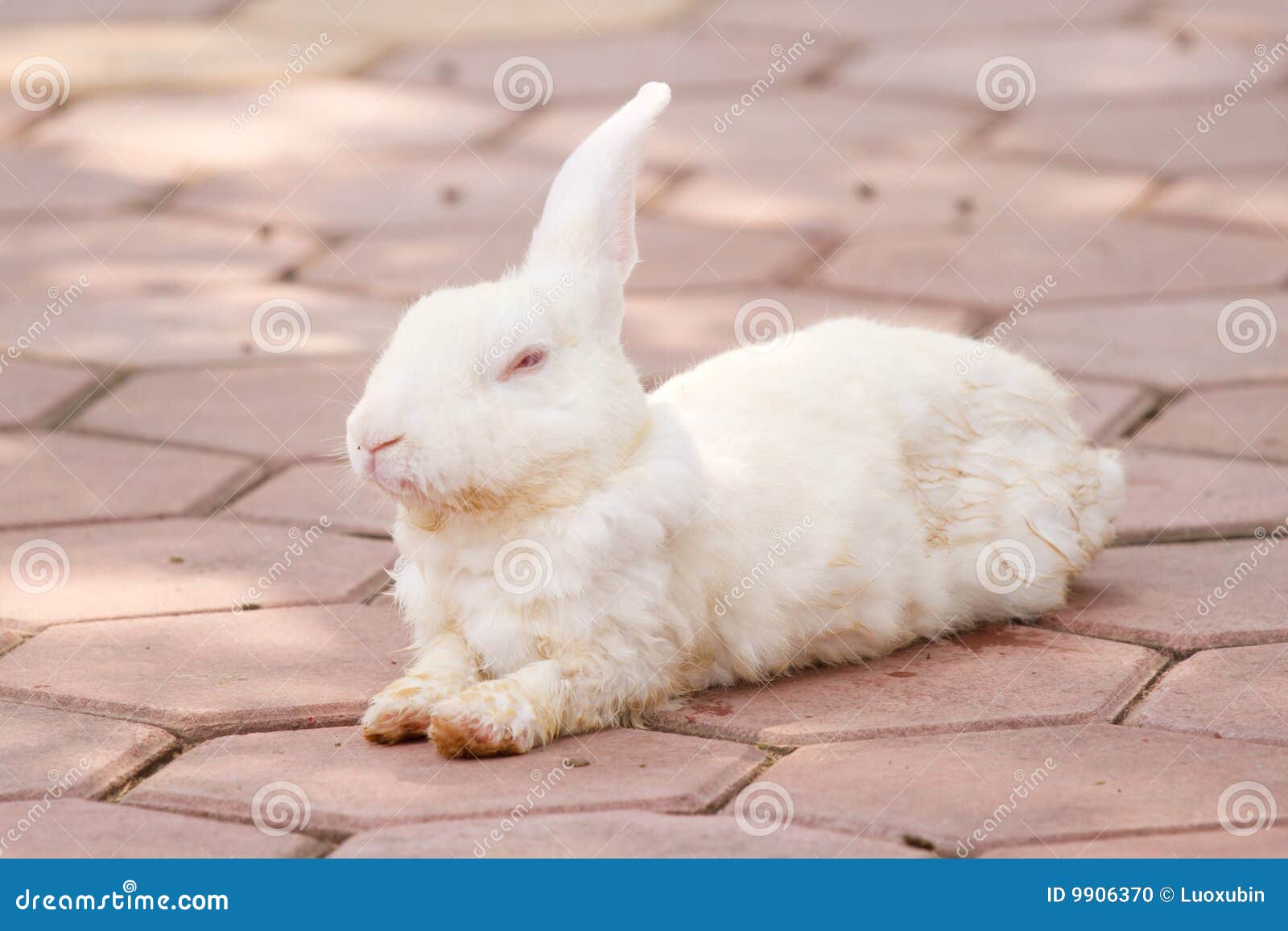 Lovely white rabbit stock photo. Image of light, floor - 9906370