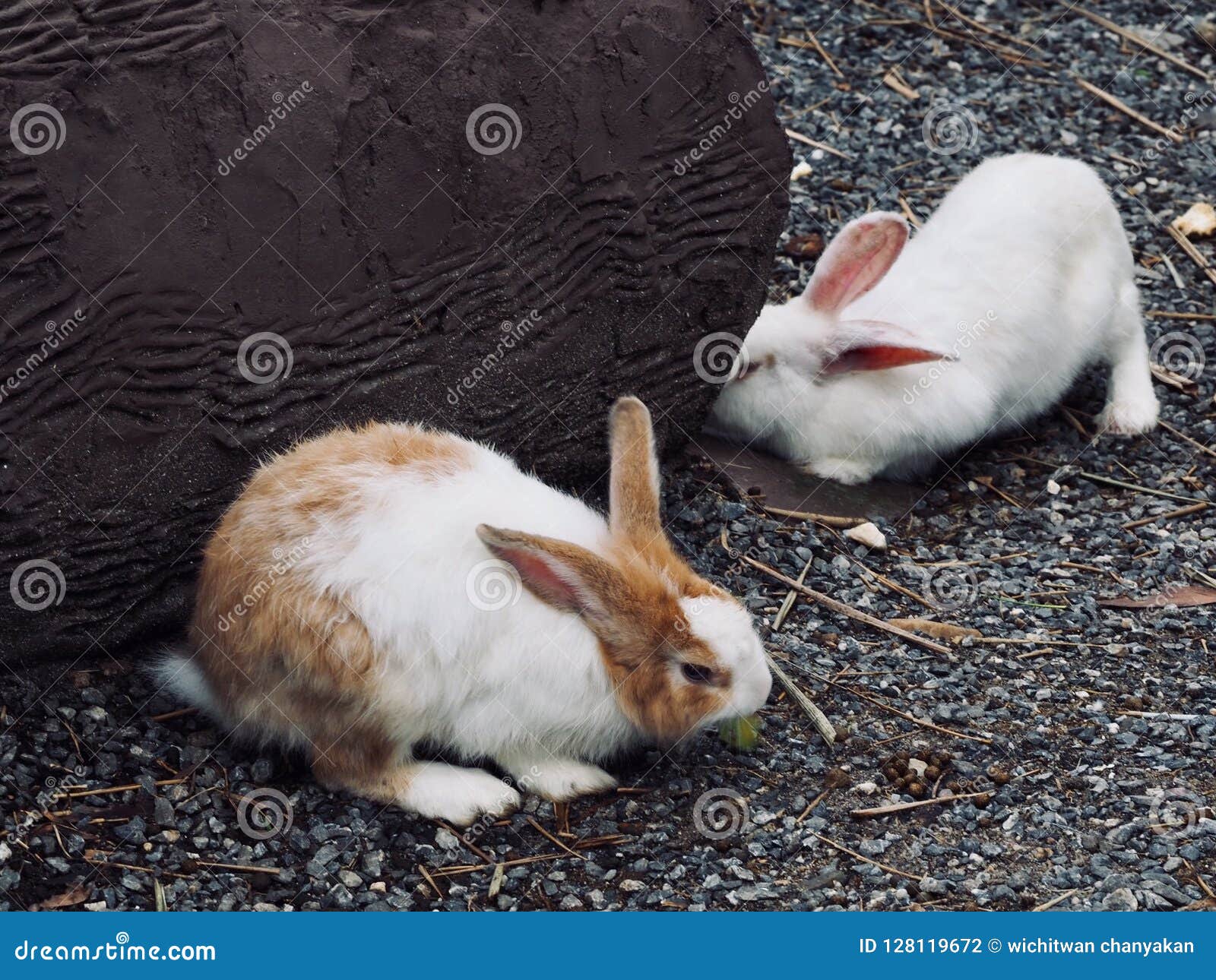 Rabit stock photo. Image of rabit, bunny, lovely, rabbits - 128119672