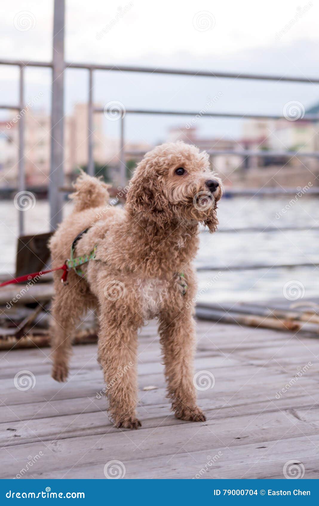 The lovely yellow poodle stock photo. Image of shooting - 79000704