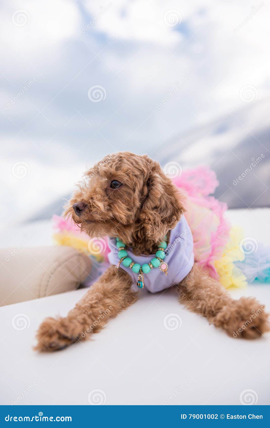 The lovely yellow poodle stock photo. Image of leisure - 79001002