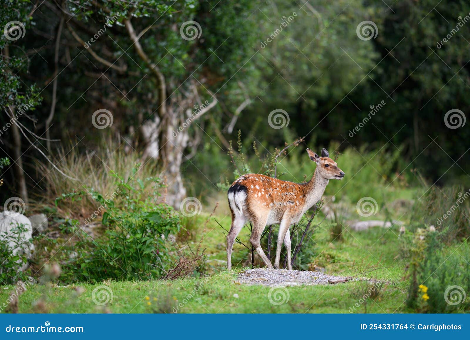 Daniel Deer Animal Portrait, Dama Dama Royalty-Free Stock Image ...