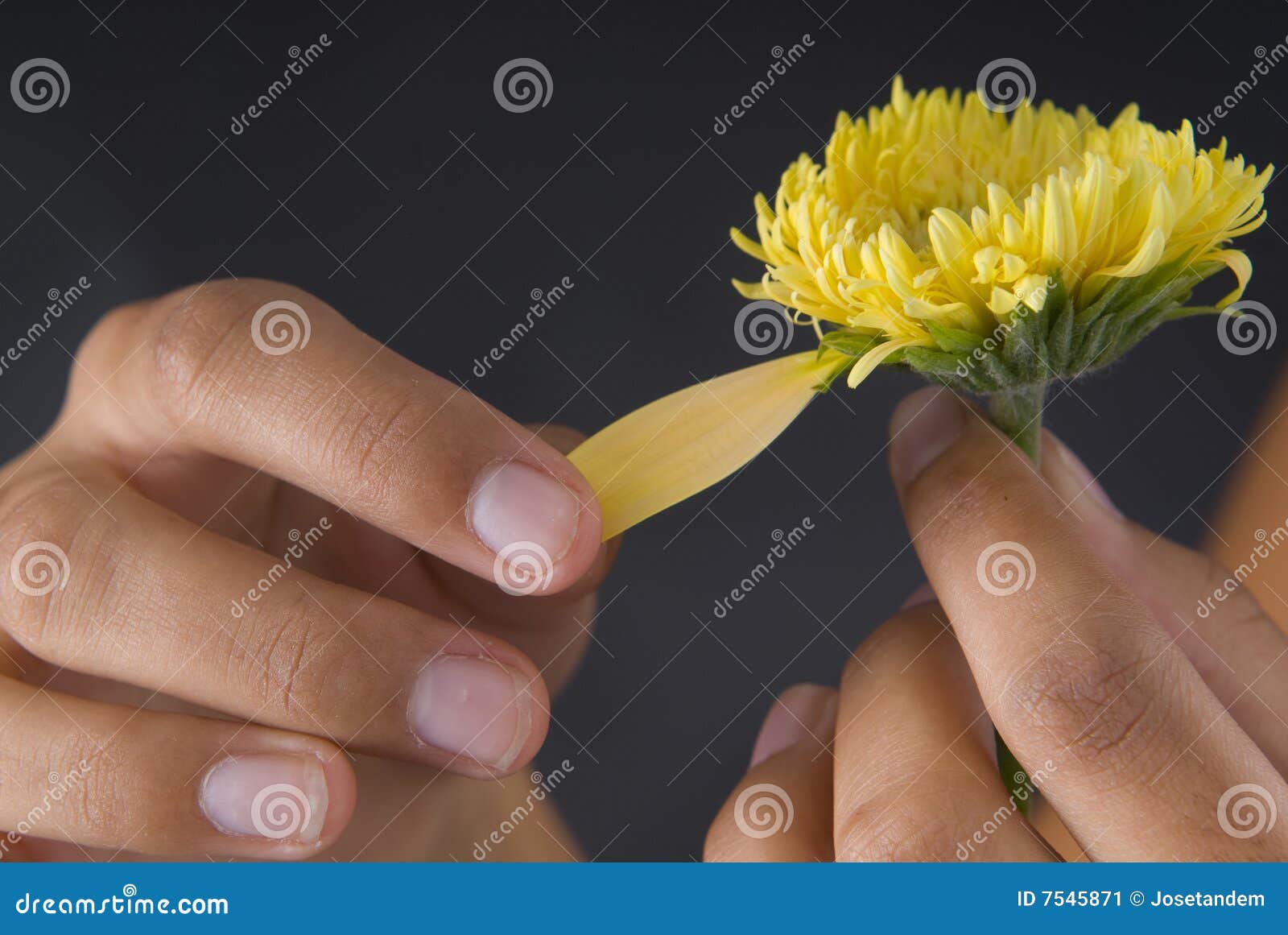 Lover Hands Breaking Petals of a Flower Stock Image - Image of relax ...
