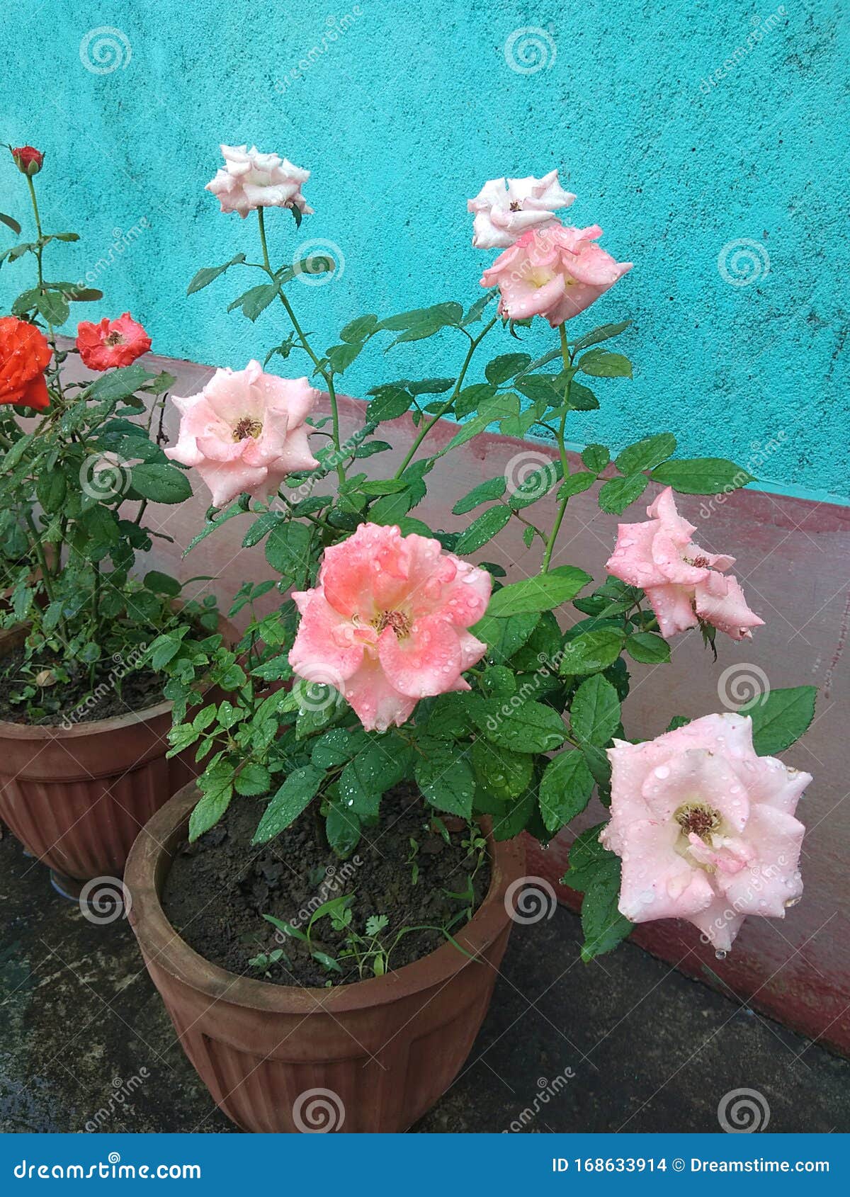 Lover rose stock photo. Image of rose, lover - 168633914