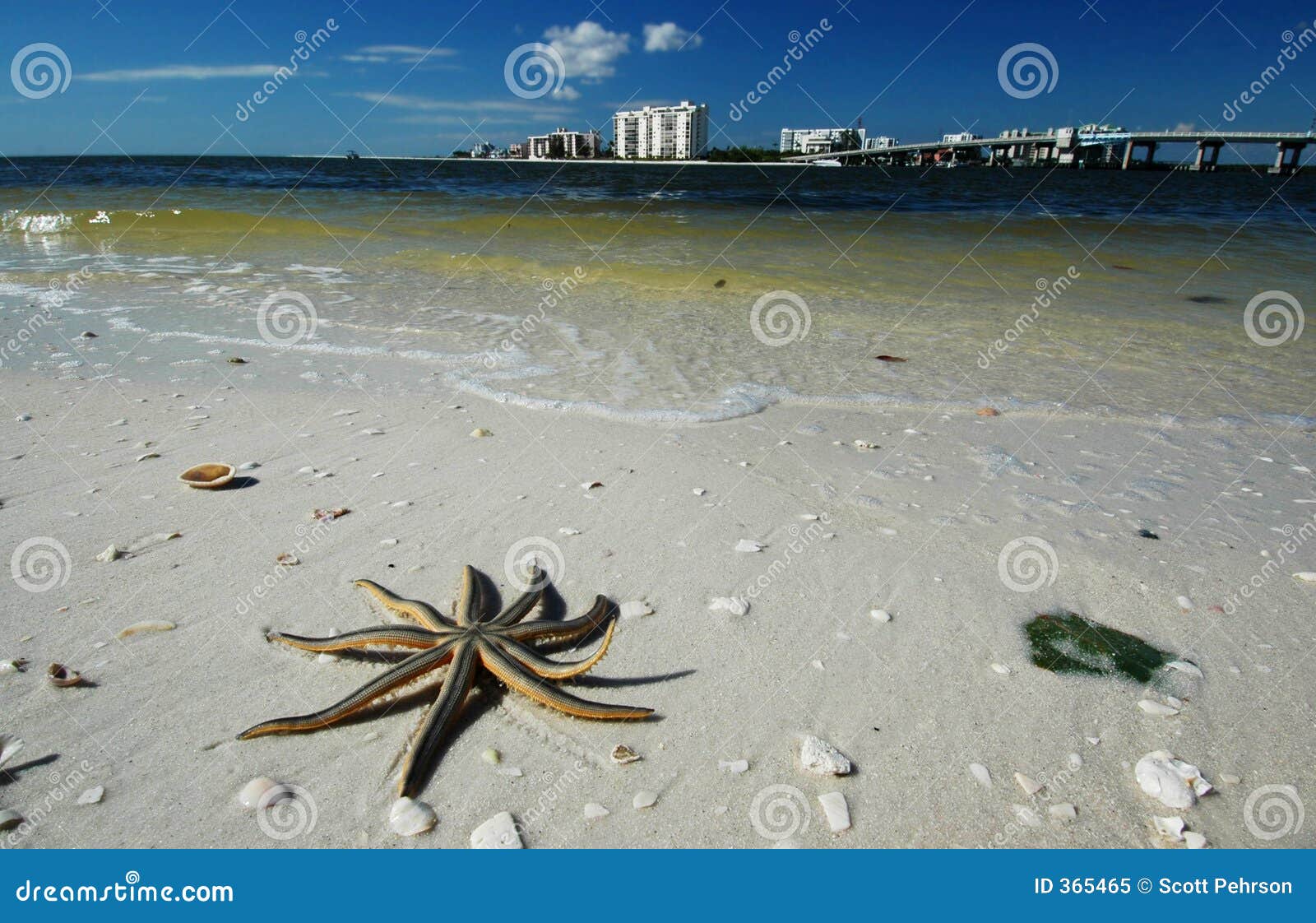 Lover s key starfish stock image. Image of white, outdoors - 365465