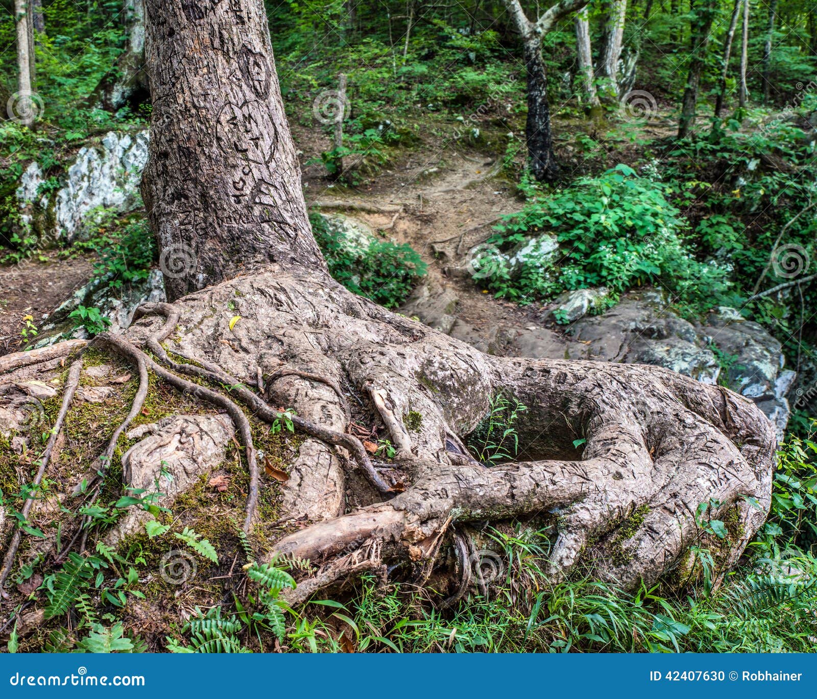 Lover S Tree with Gnarly Roots and Initials Carved on it Stock Photo ...