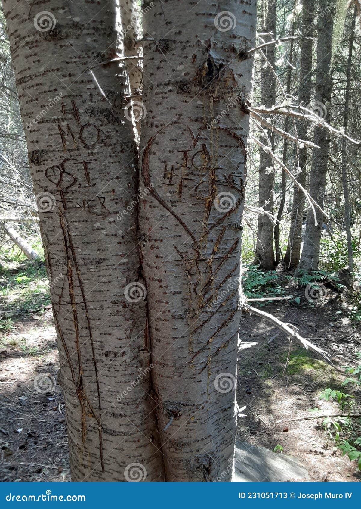 Lovers Initials Carved on a Tree in the Forest Stock Image - Image of ...