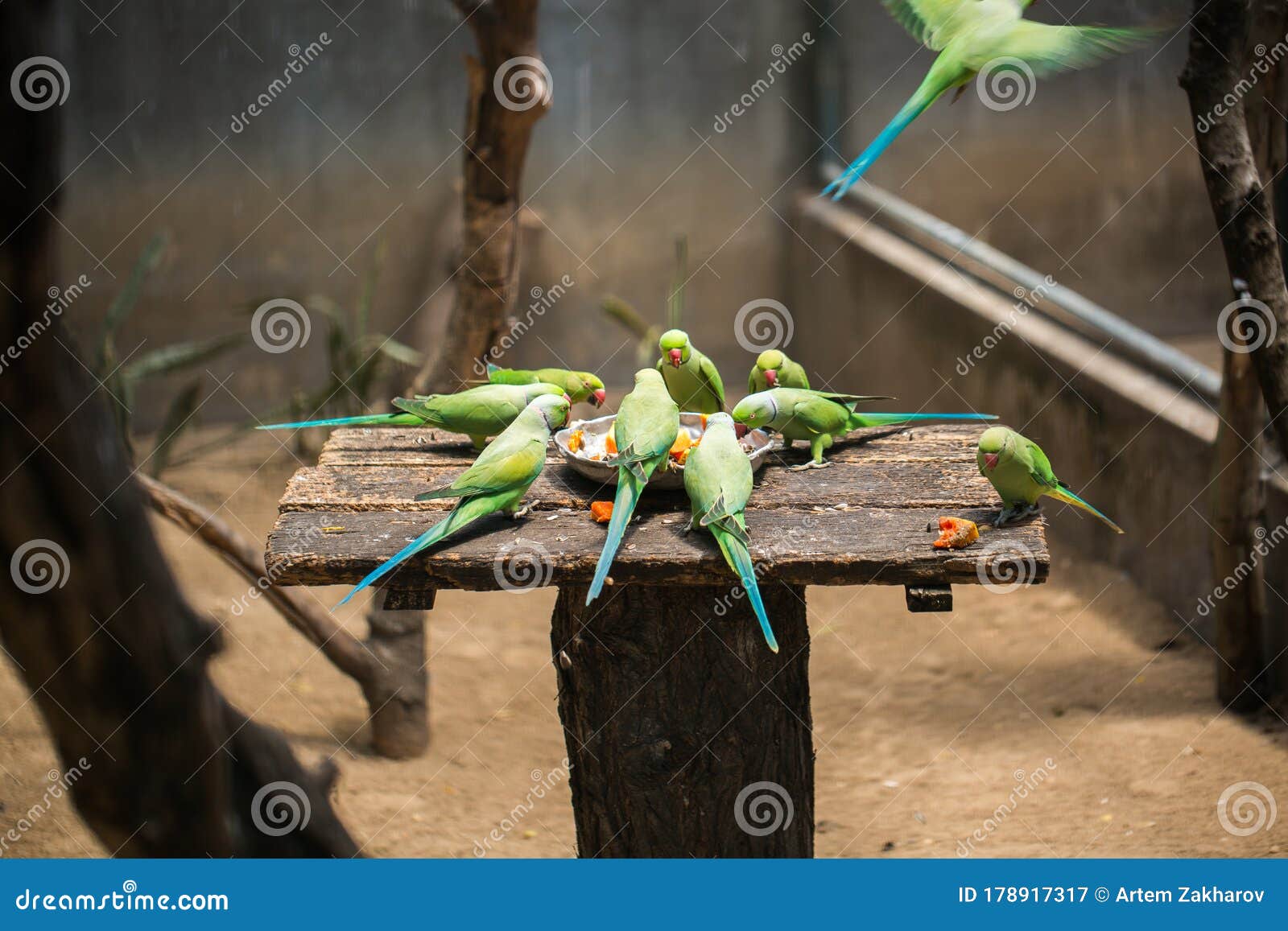 Lovers of Parrots Eat from the Feeder. Stock Image - Image of blue ...