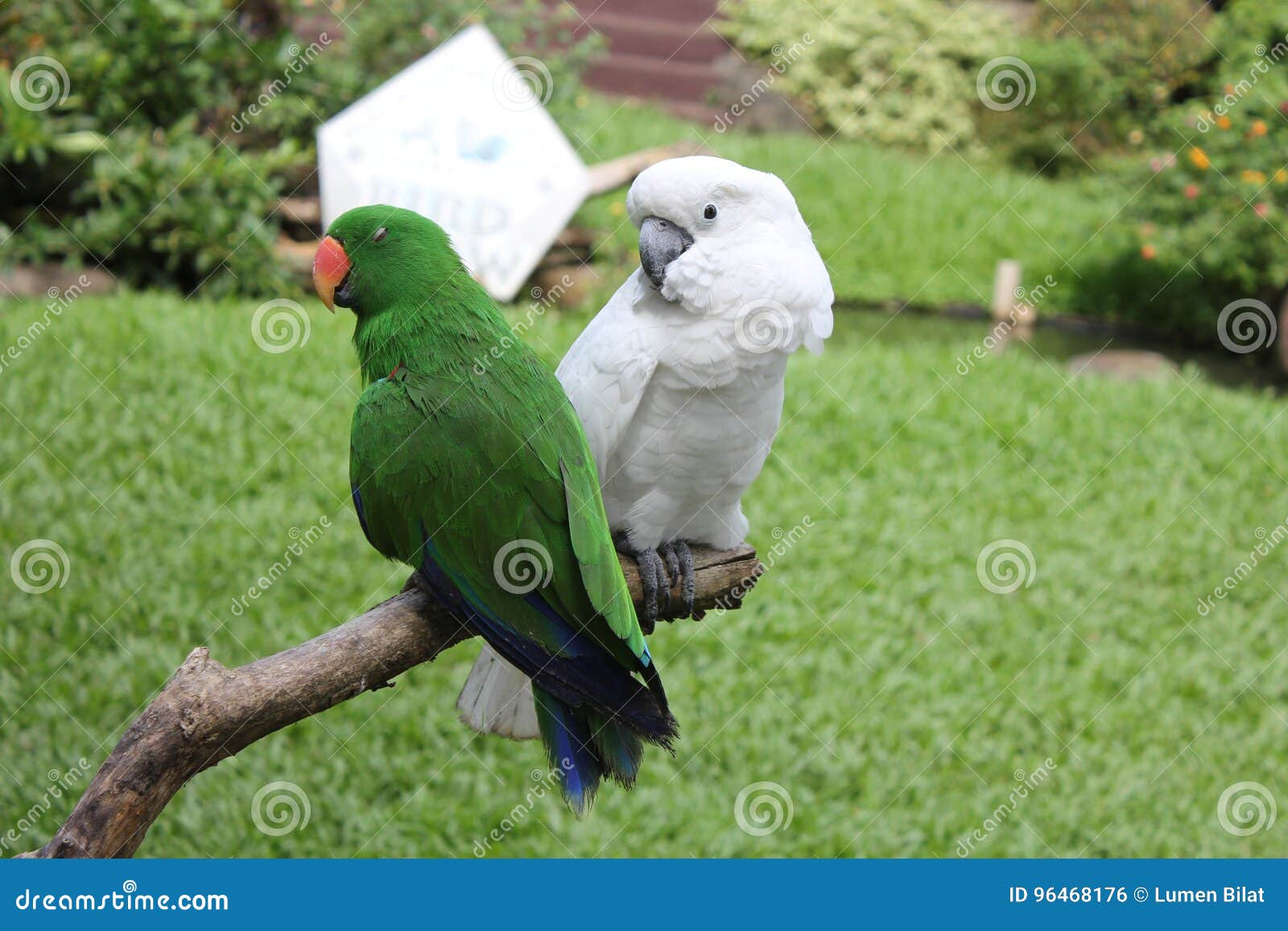 Parakeet lovers` quarrel stock photo. Image of feather - 96468176