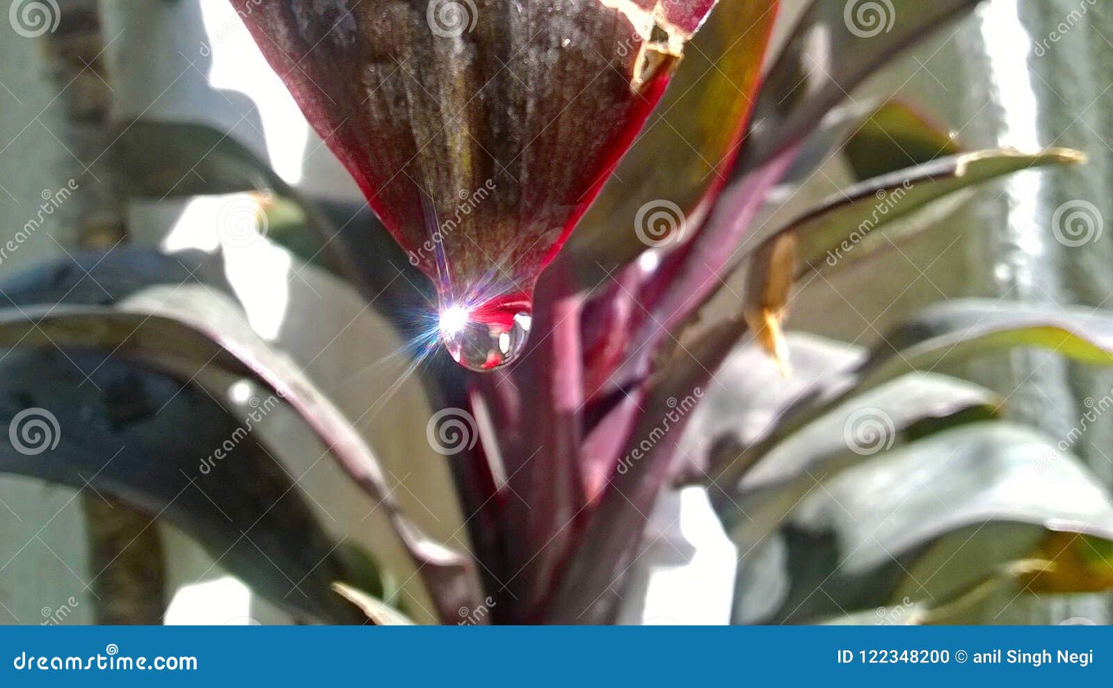 Lovey water drop stock photo. Image of lovely, shot - 122348200