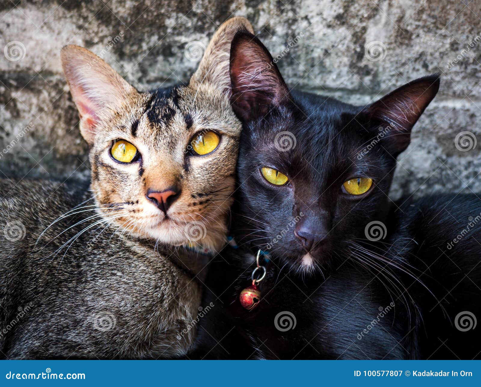 Loving cat stock image. Image of friendly, friends, portrait - 100577807