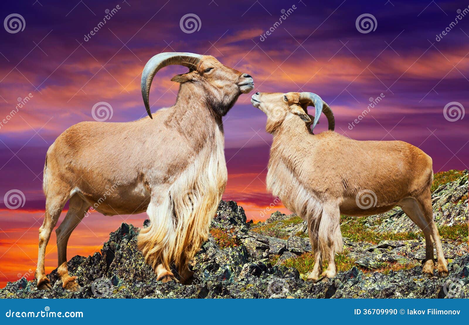Loving Couple of Barbary Sheep Stock Photo - Image of clovenhoofed ...