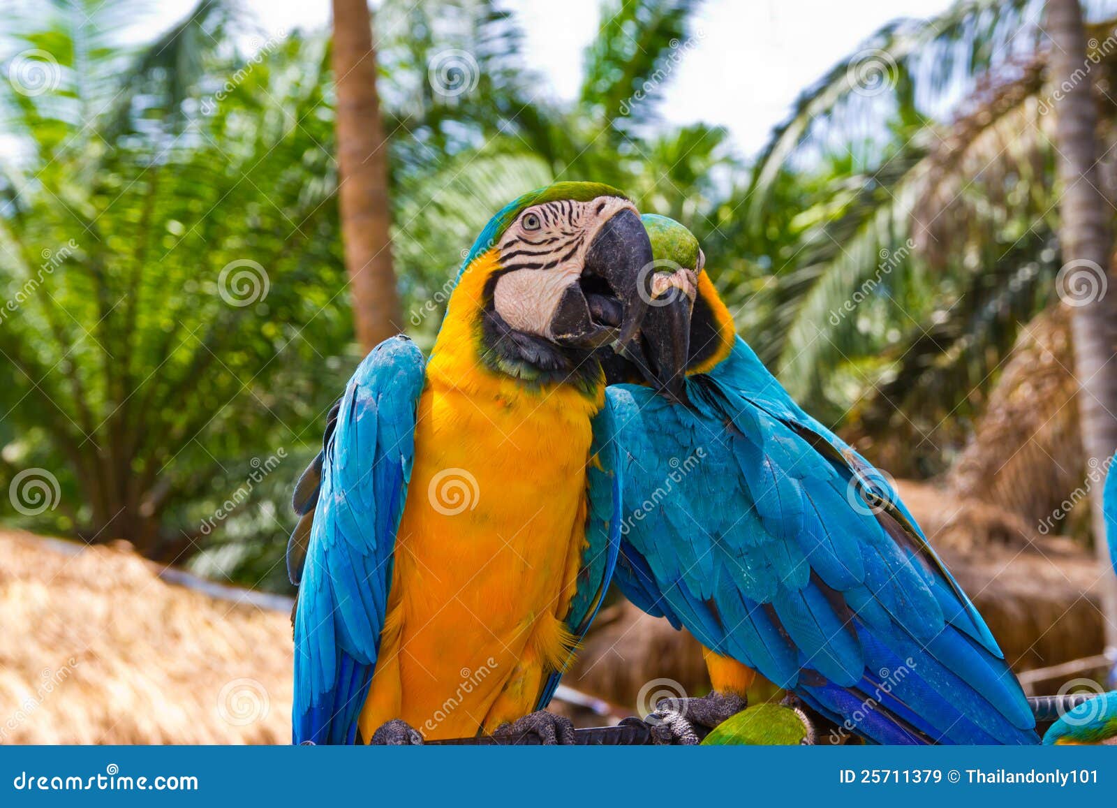 Loving couple of bird stock image. Image of couple, summer - 25711379
