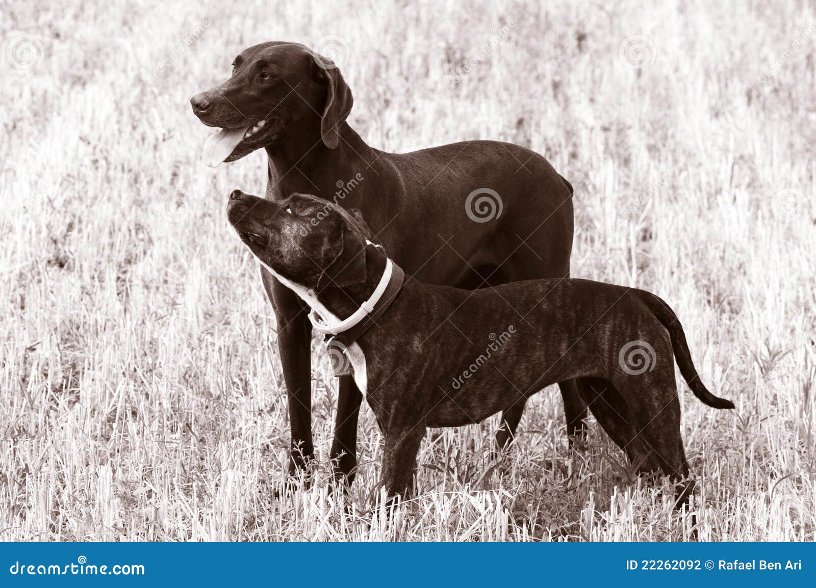 Loving Dog Family stock photo. Image of animal, pedigreed - 22262092