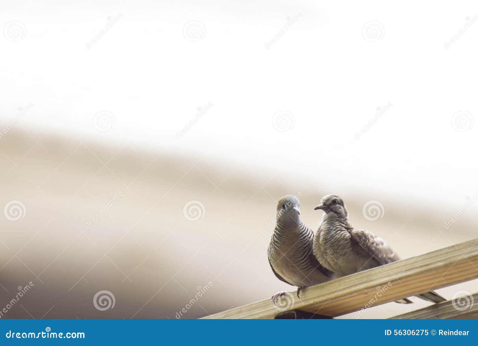Loving doves stock image. Image of sitting, together - 56306275