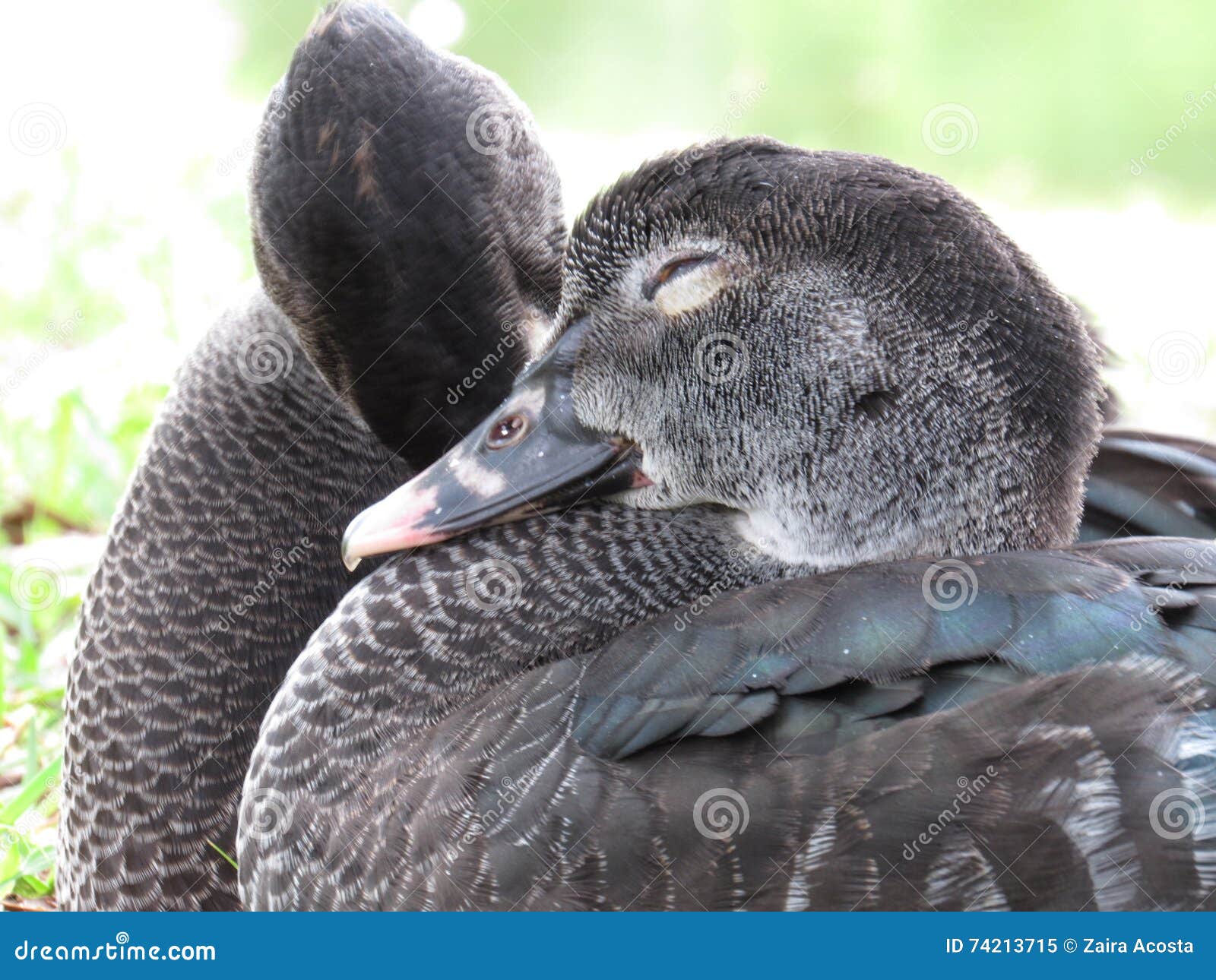 Loving ducks stock image. Image of loving, couple, nature - 74213715