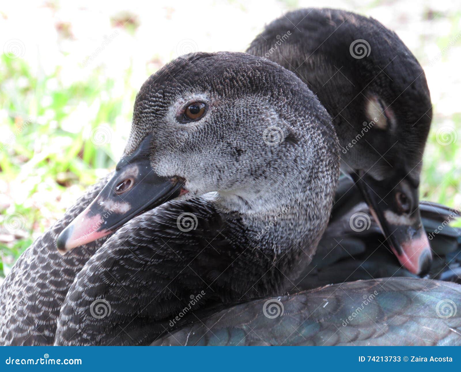 Loving ducks stock image. Image of feather, fauna, love - 74213733