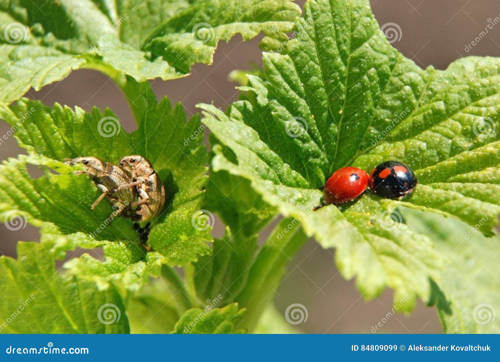 Loving Each Other Ladybugs and Weevils Stock Image - Image of close ...