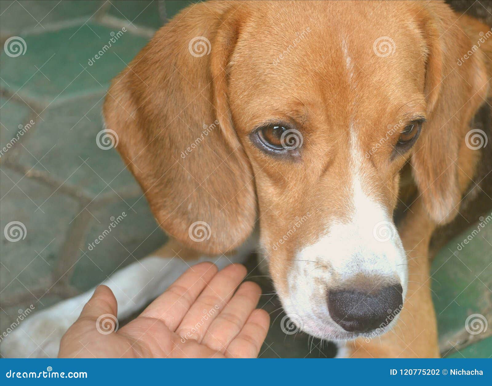 Dog and Loving Hand of Owner Stock Photo - Image of holding, pets ...
