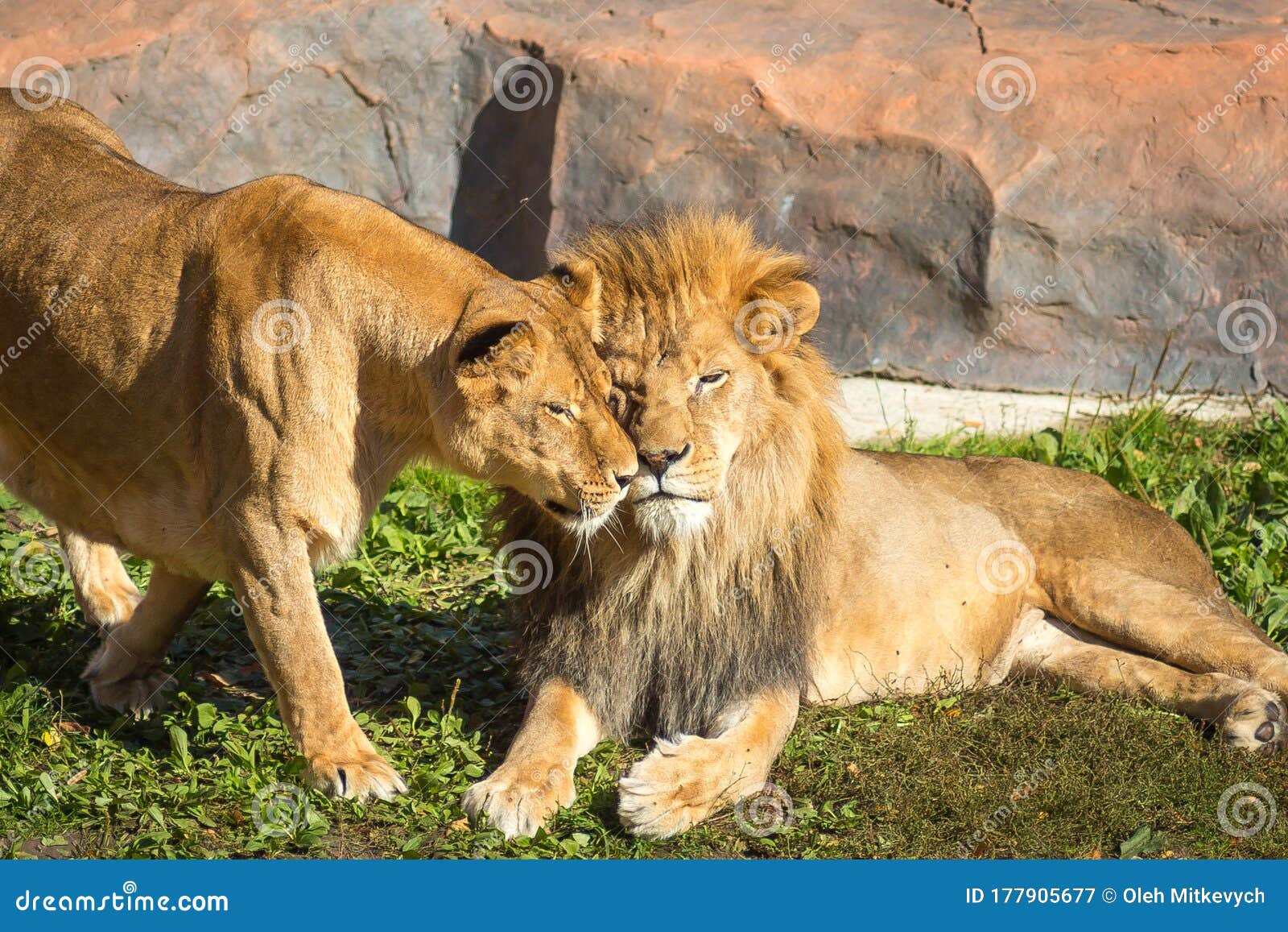 Loving Lion Couple. Wild Nature. Stock Image - Image of carnivore, kiss ...