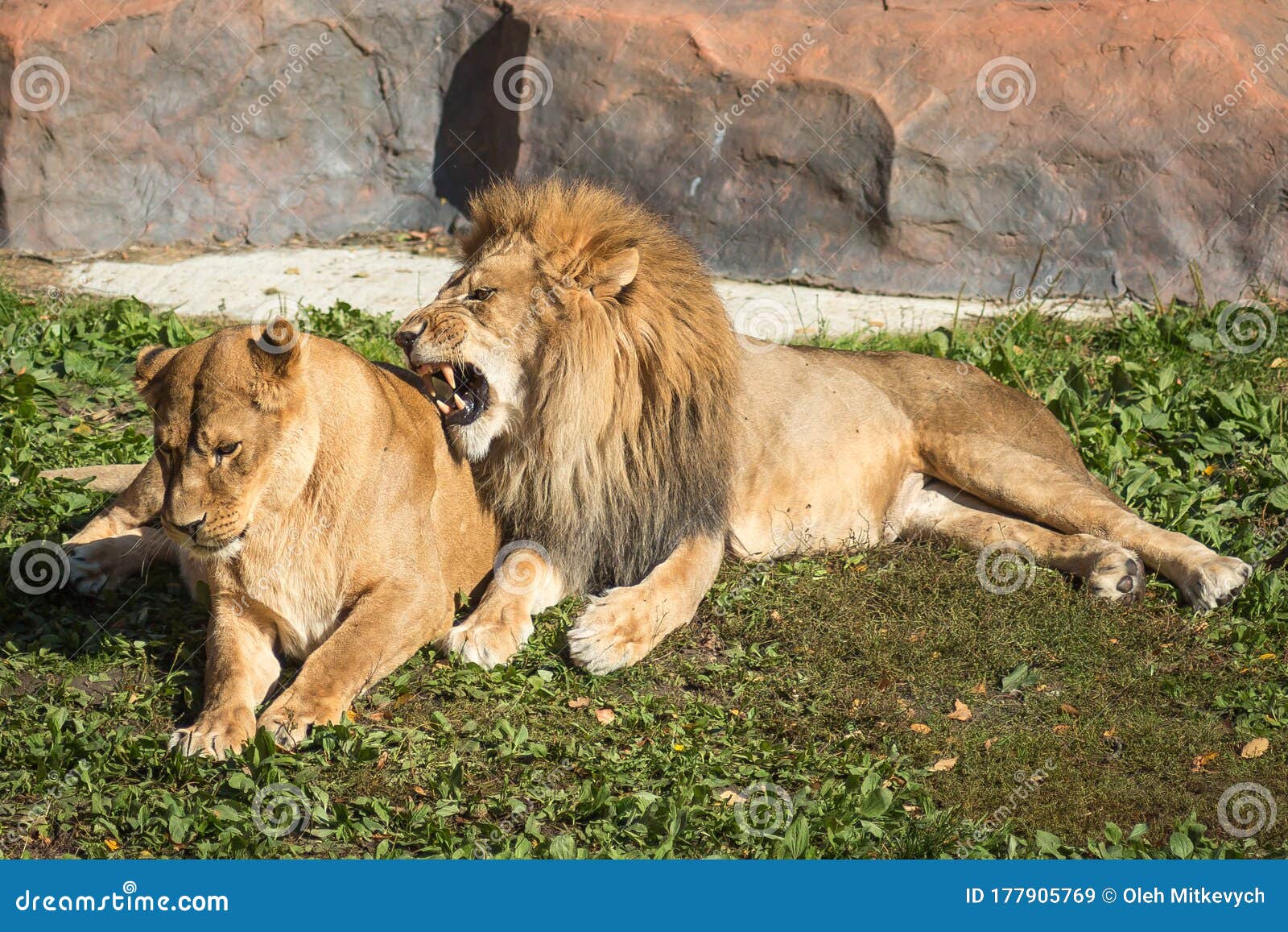 Loving Lion Couple. Wild Nature. Stock Image - Image of power, couple ...