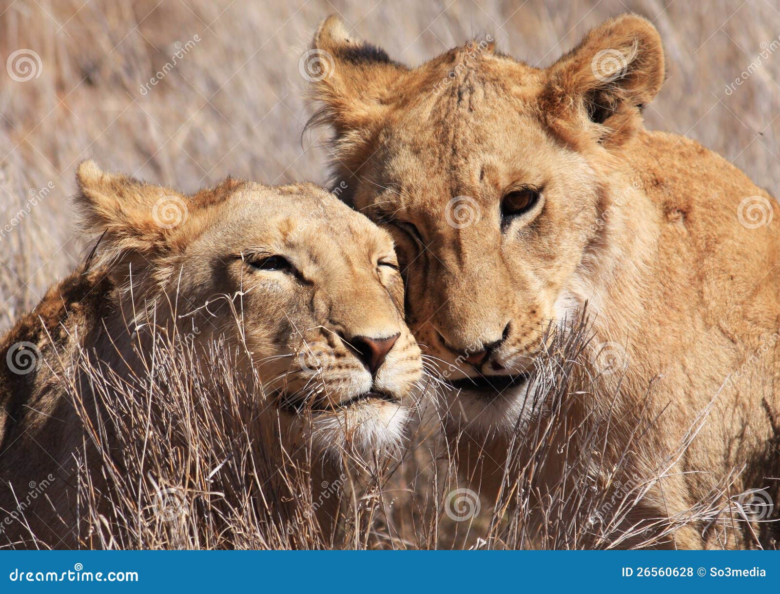 Loving lions stock photo. Image of panthera, kenya, east - 26560628
