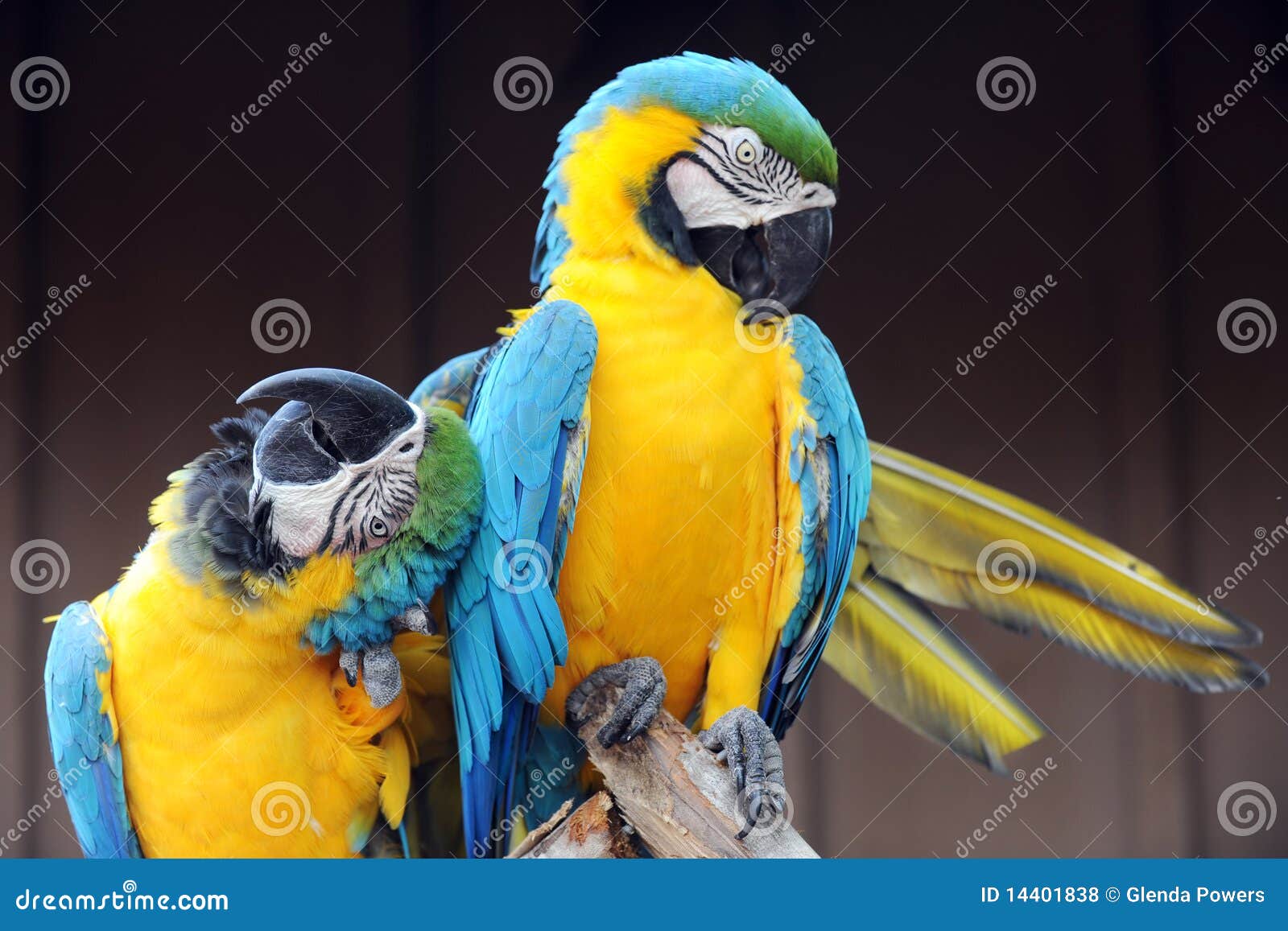 Loving Macaw stock photo. Image of parrot, claws, bird - 14401838