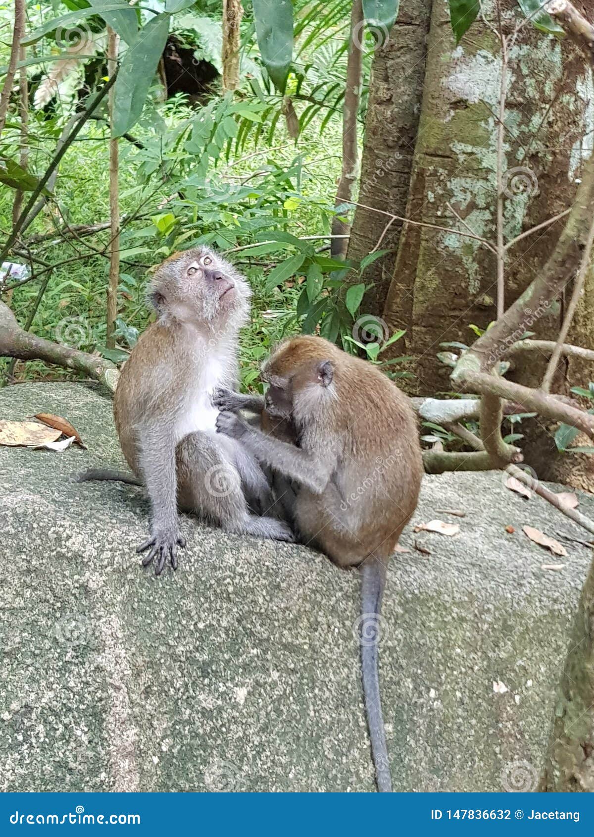 Loving monkey sun tanning stock photo. Image of monkey - 147836632
