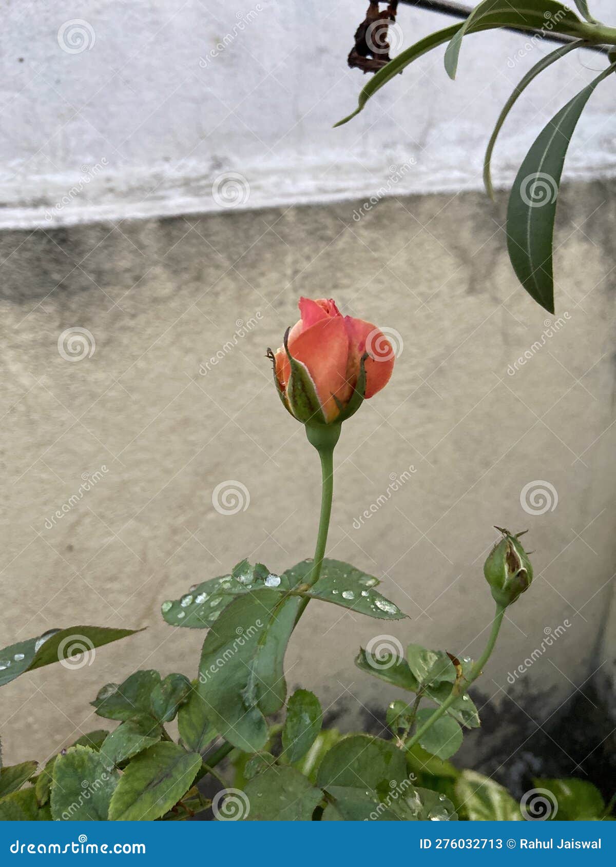 Loving Nature stock image. Image of pink, loving, flower - 276032713