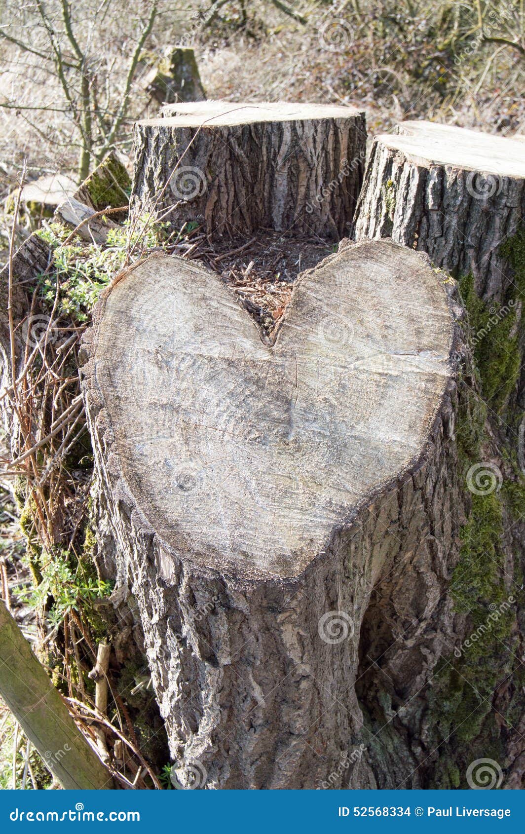 Loving nature heart shape stock photo. Image of nature - 52568334