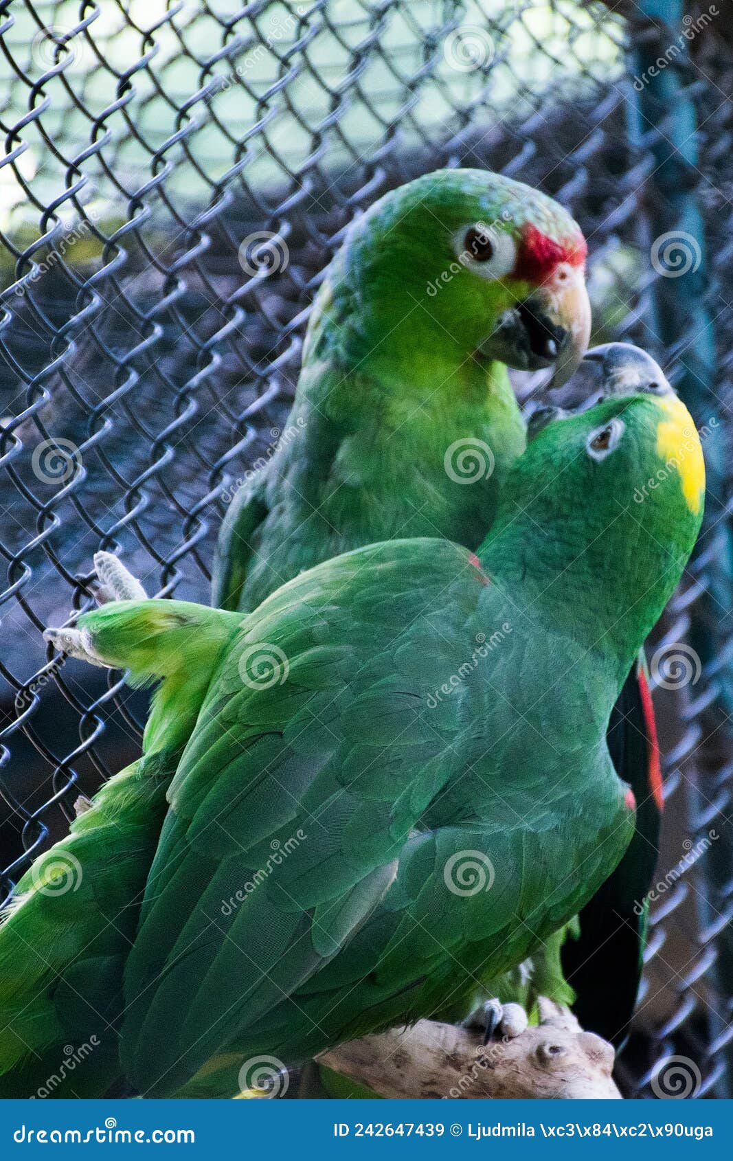 Loving parrots stock image. Image of parrot, flower - 242647439