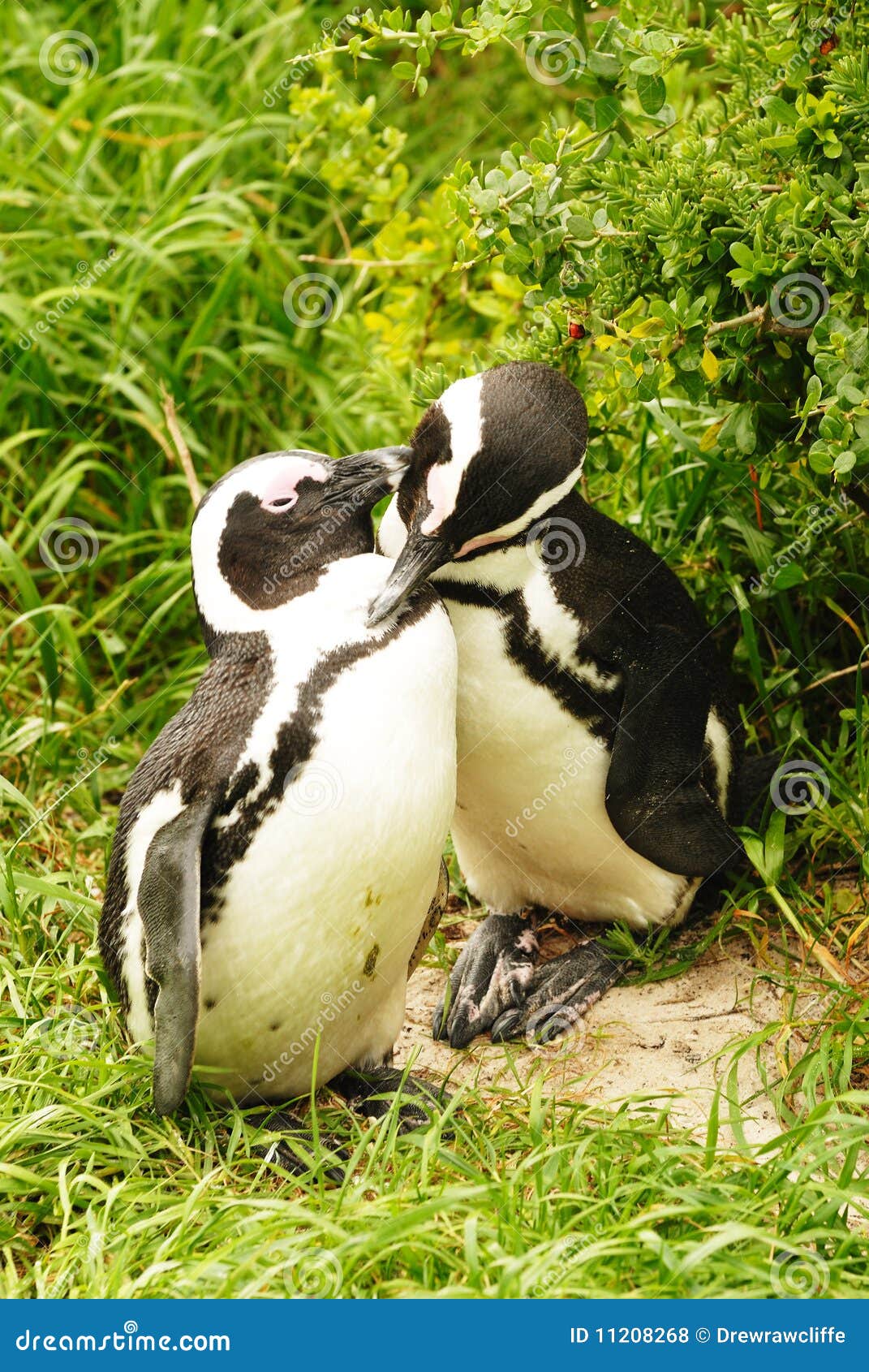 Loving Penguins stock photo. Image of grooming, boulders - 11208268