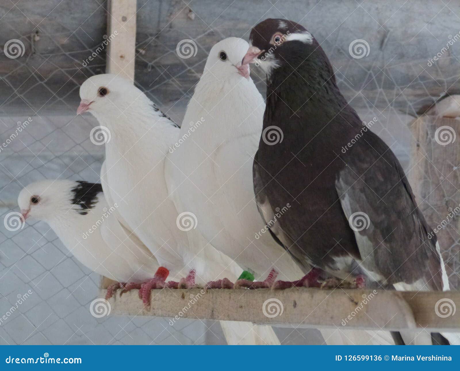 Loving Pigeons Cooing on the Perch Stock Photo - Image of pigeons, bird ...