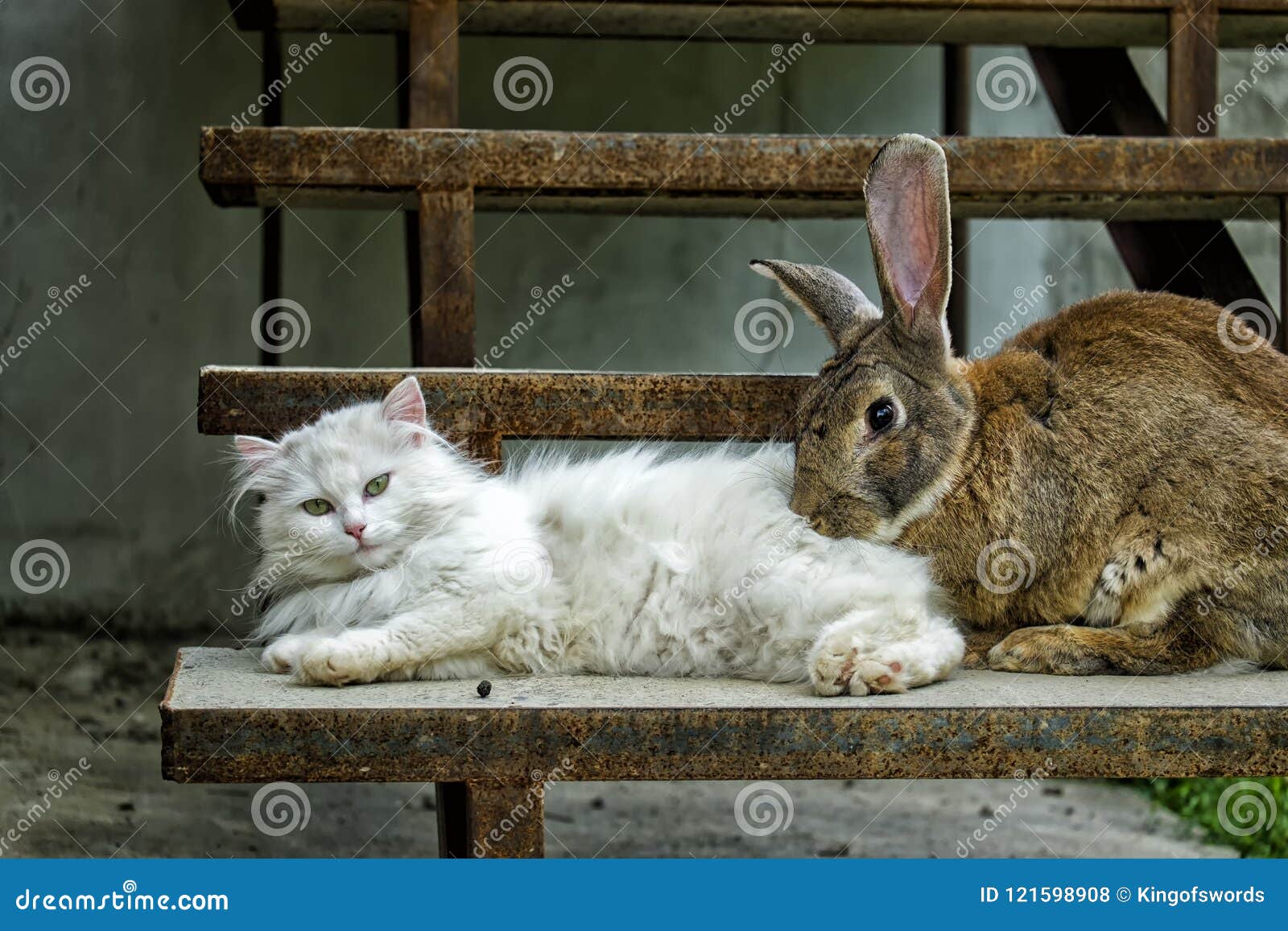 Loving Rabbit and White Cat Stock Photo - Image of closeup, oryctolagus ...