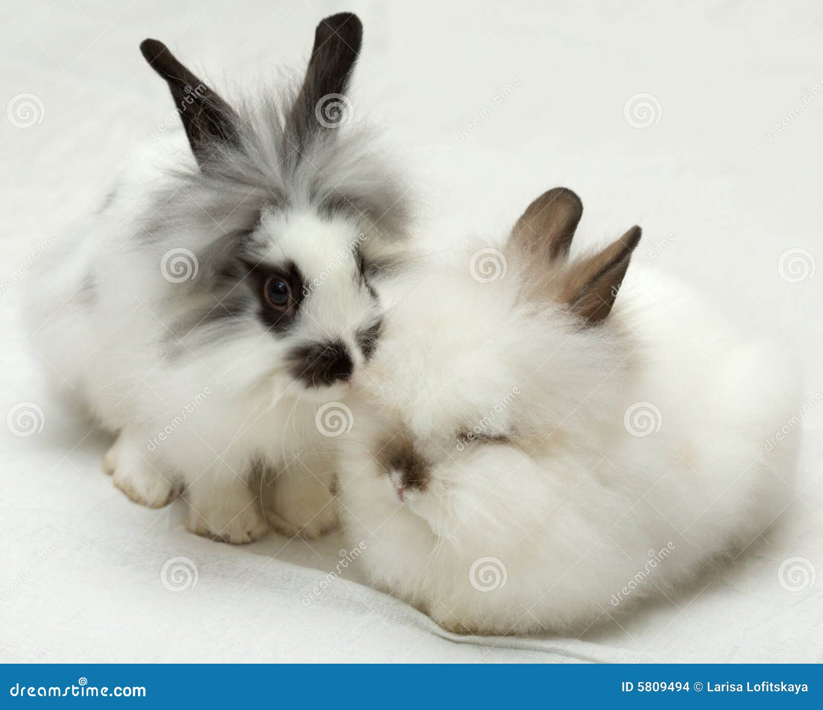 Loving rabbits stock photo. Image of fluffy, young, pretty - 5809494