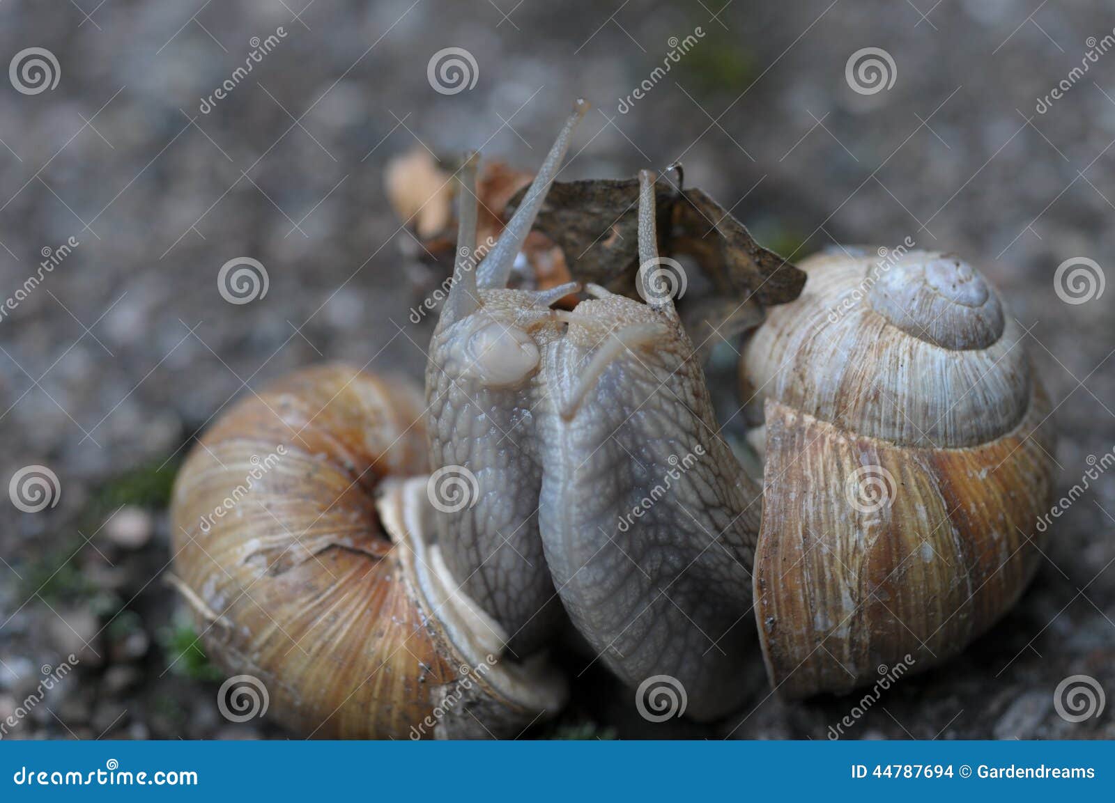 Loving snails stock photo. Image of shell, plant, escargot - 44787694