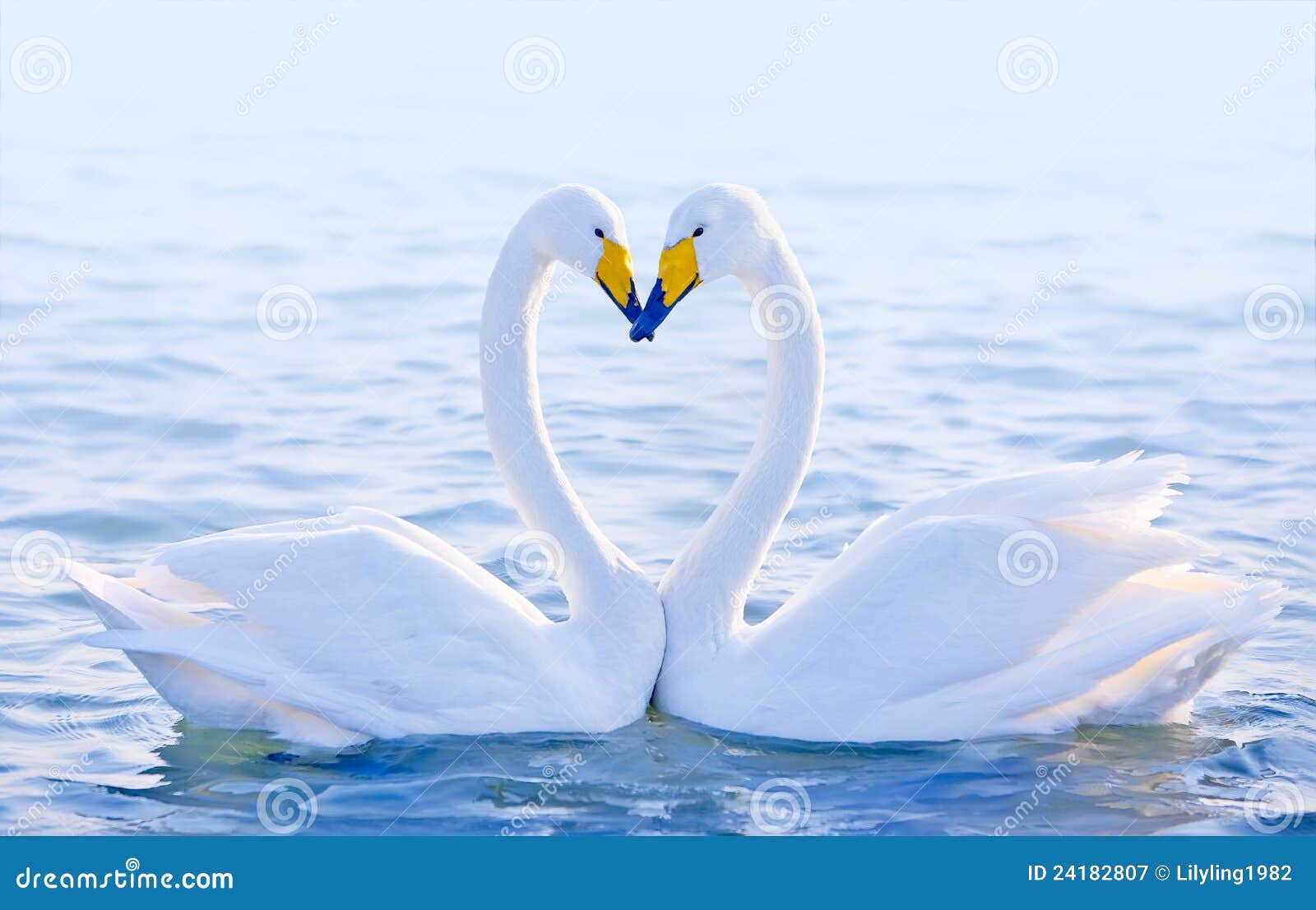 Loving swans stock image. Image of valentines, form, present - 24182807