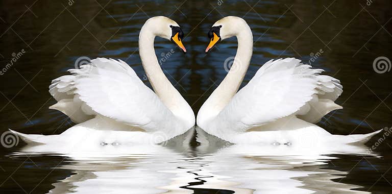 Loving swans stock image. Image of birds, purity, enduring - 3282913