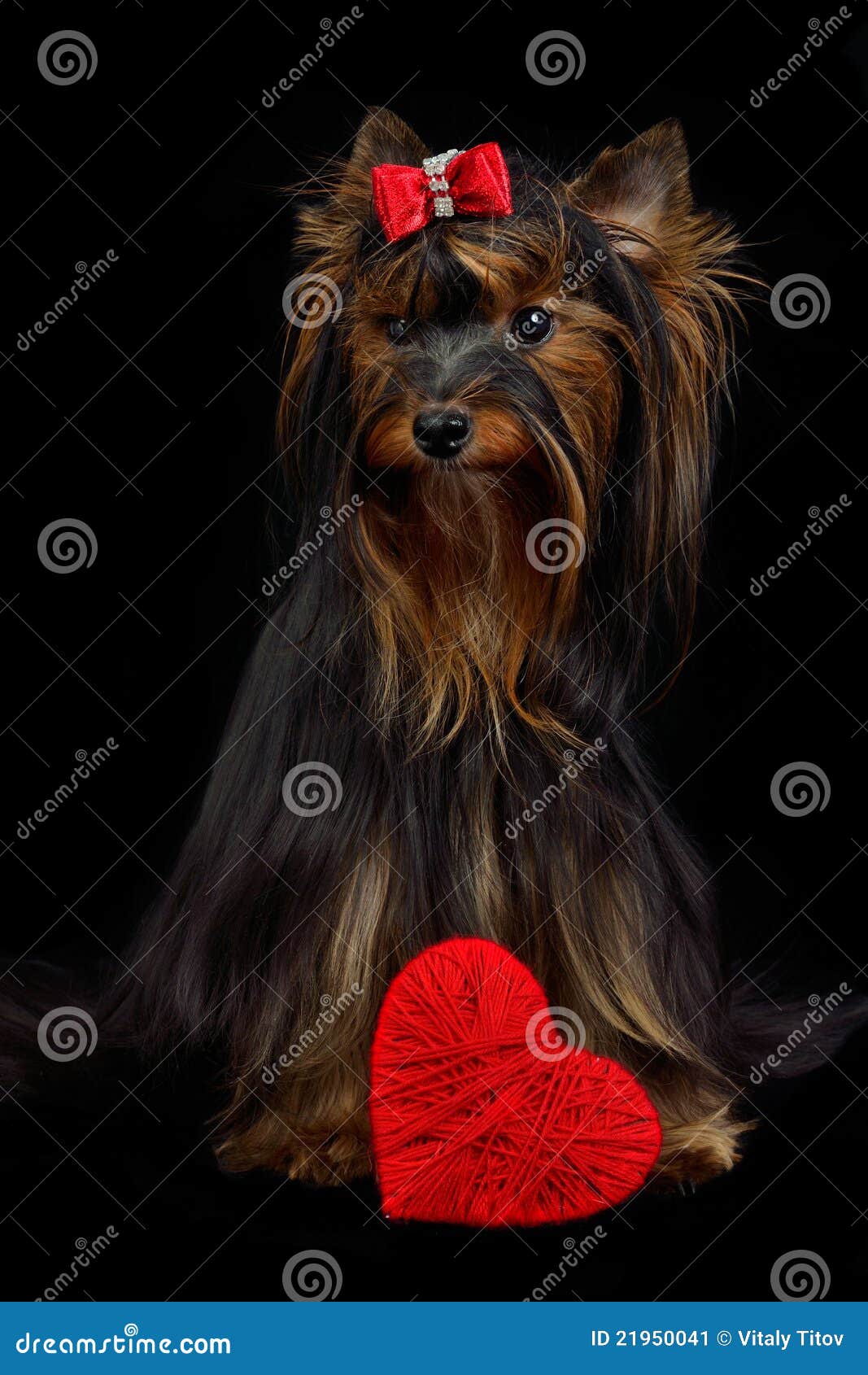 Loving Yorky Dog with Red Heart Stock Image - Image of feminine ...