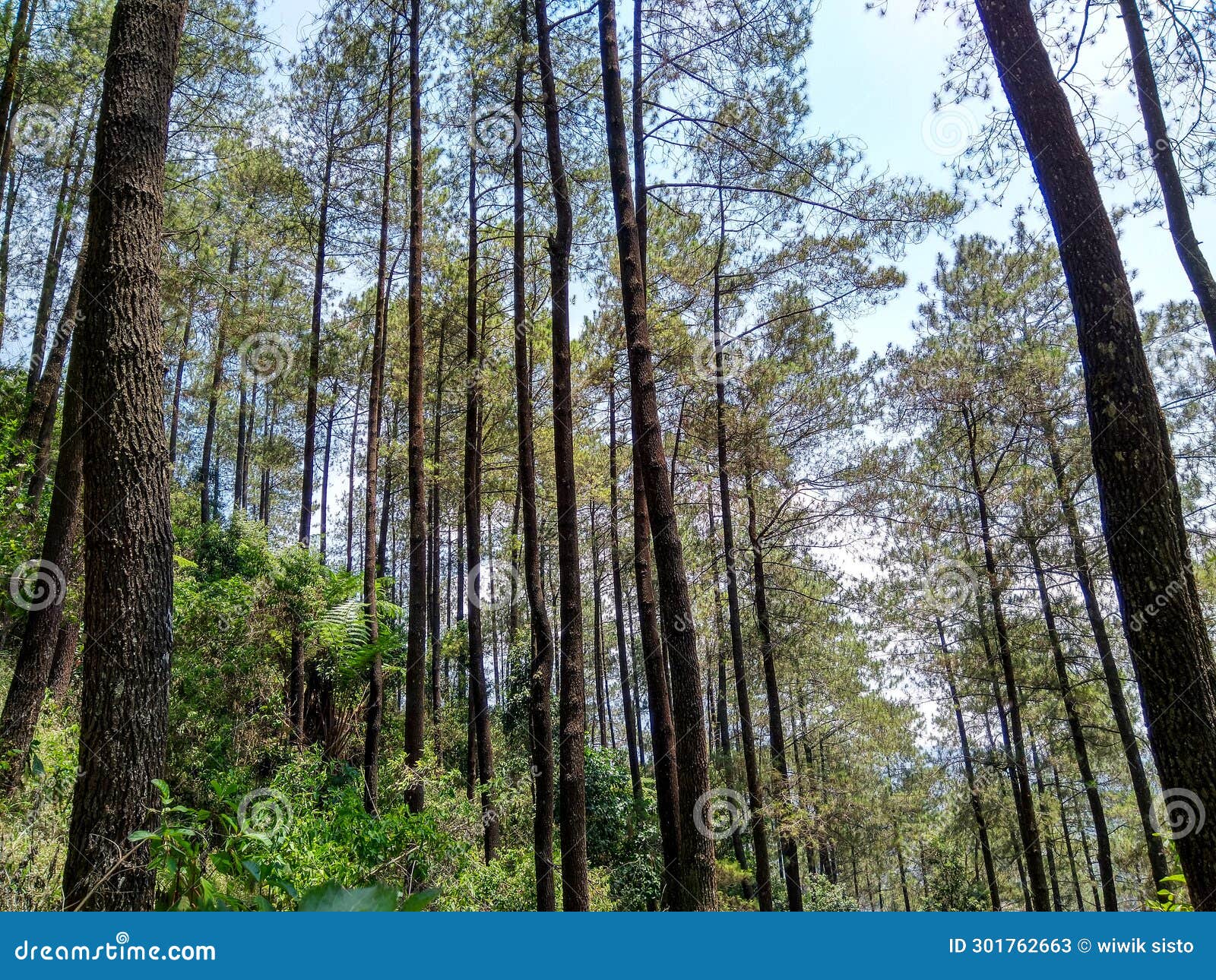 View of Dense Pine Forest Plants Stock Image - Image of landscape ...