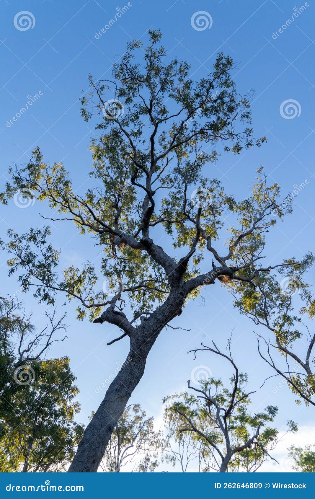 Low Angle of an Acacia Mangium Tree Against the Clear Blue Sky on a ...