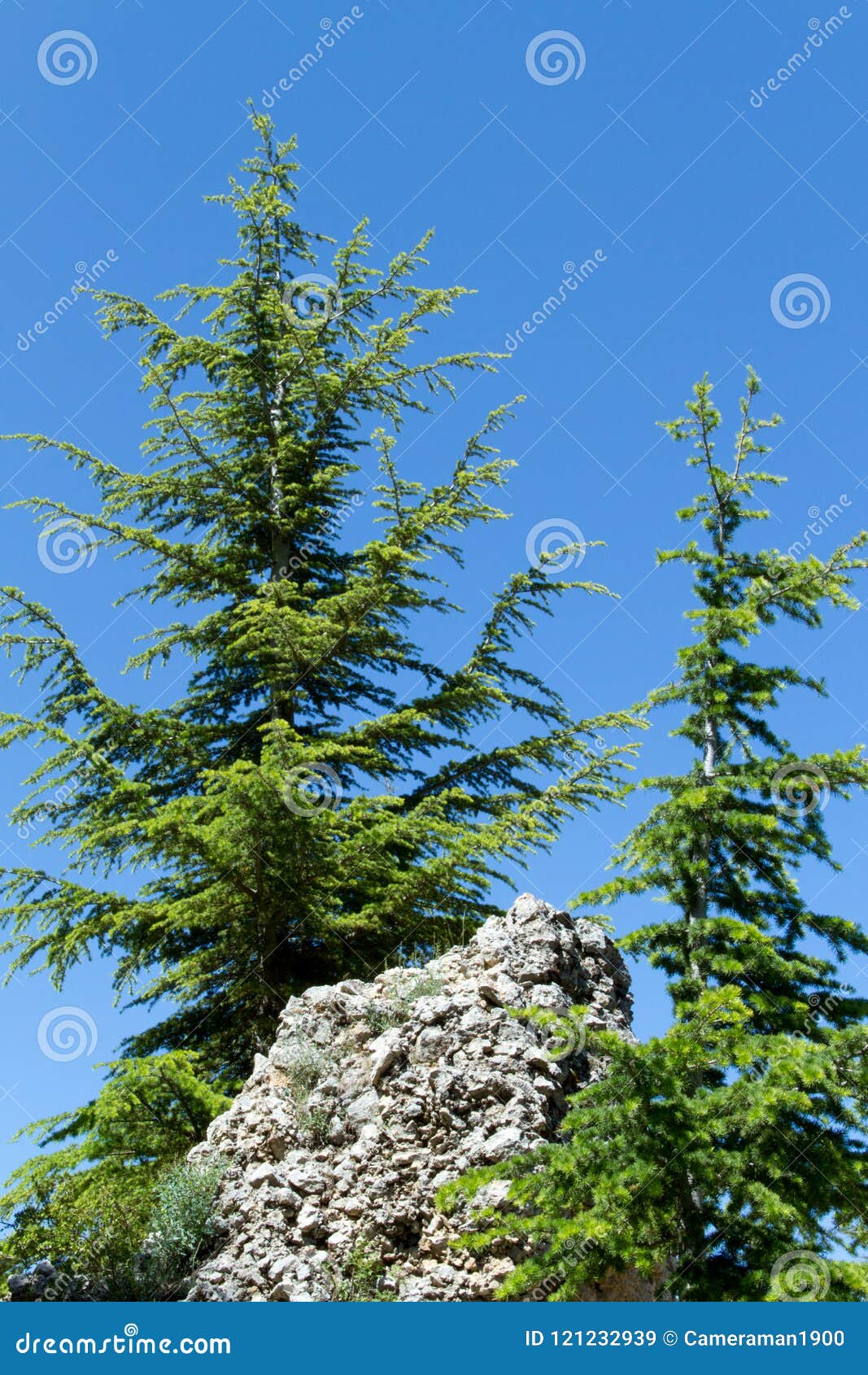 Arz Tree in Arz Forest in North Lebanon Stock Image - Image of angle ...