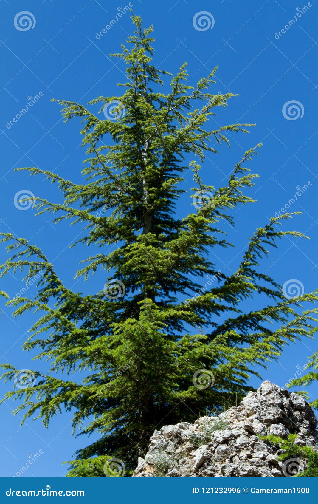 Arz Tree in Arz Forest in North Lebanon Stock Photo - Image of huge ...
