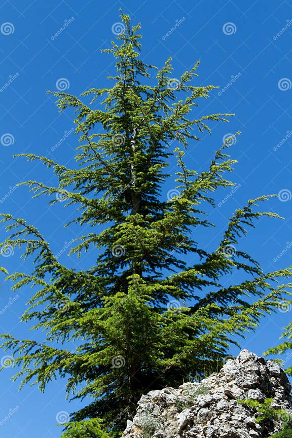 Arz Tree in Arz Forest in North Lebanon Stock Photo - Image of huge ...