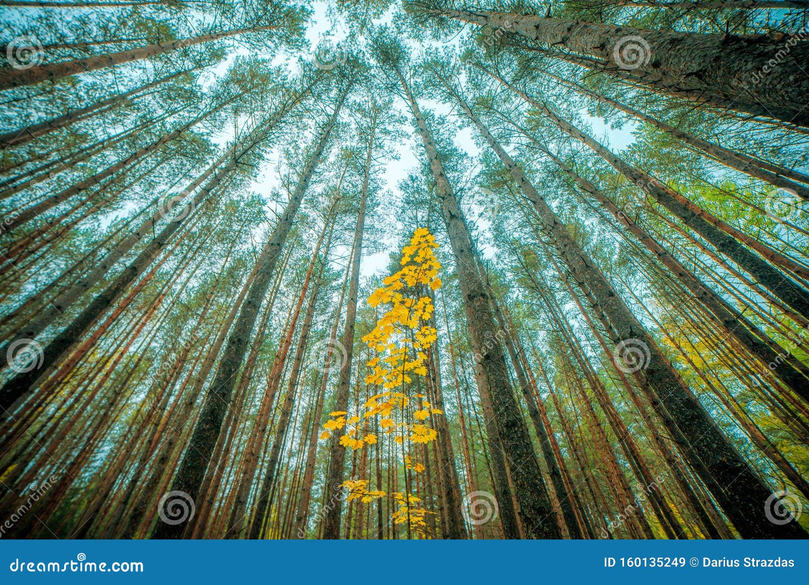 Low Angle of Autumn Forest View Stock Image - Image of vacation, leaf ...