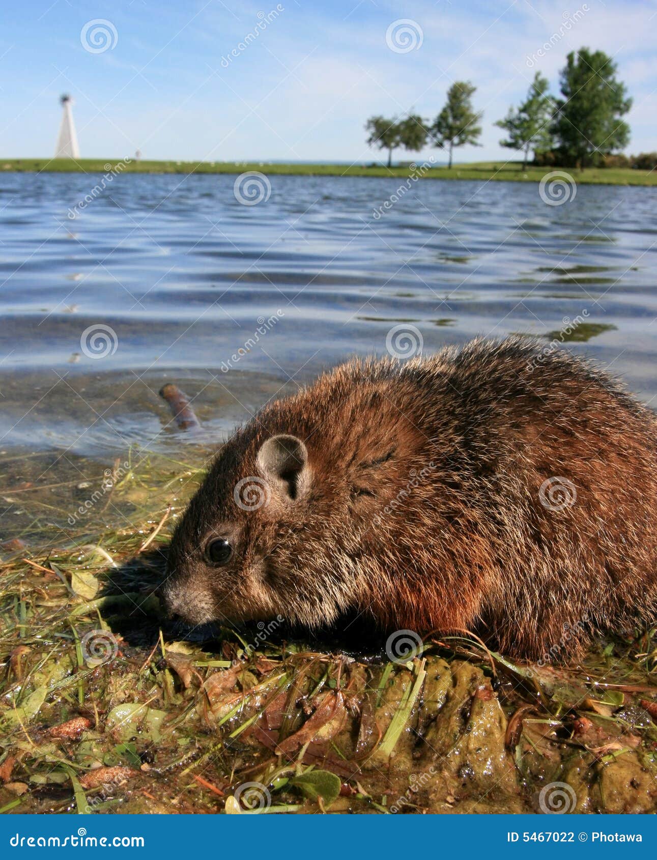 Low Angle Baby Groundhog stock photo. Image of outside - 5467022