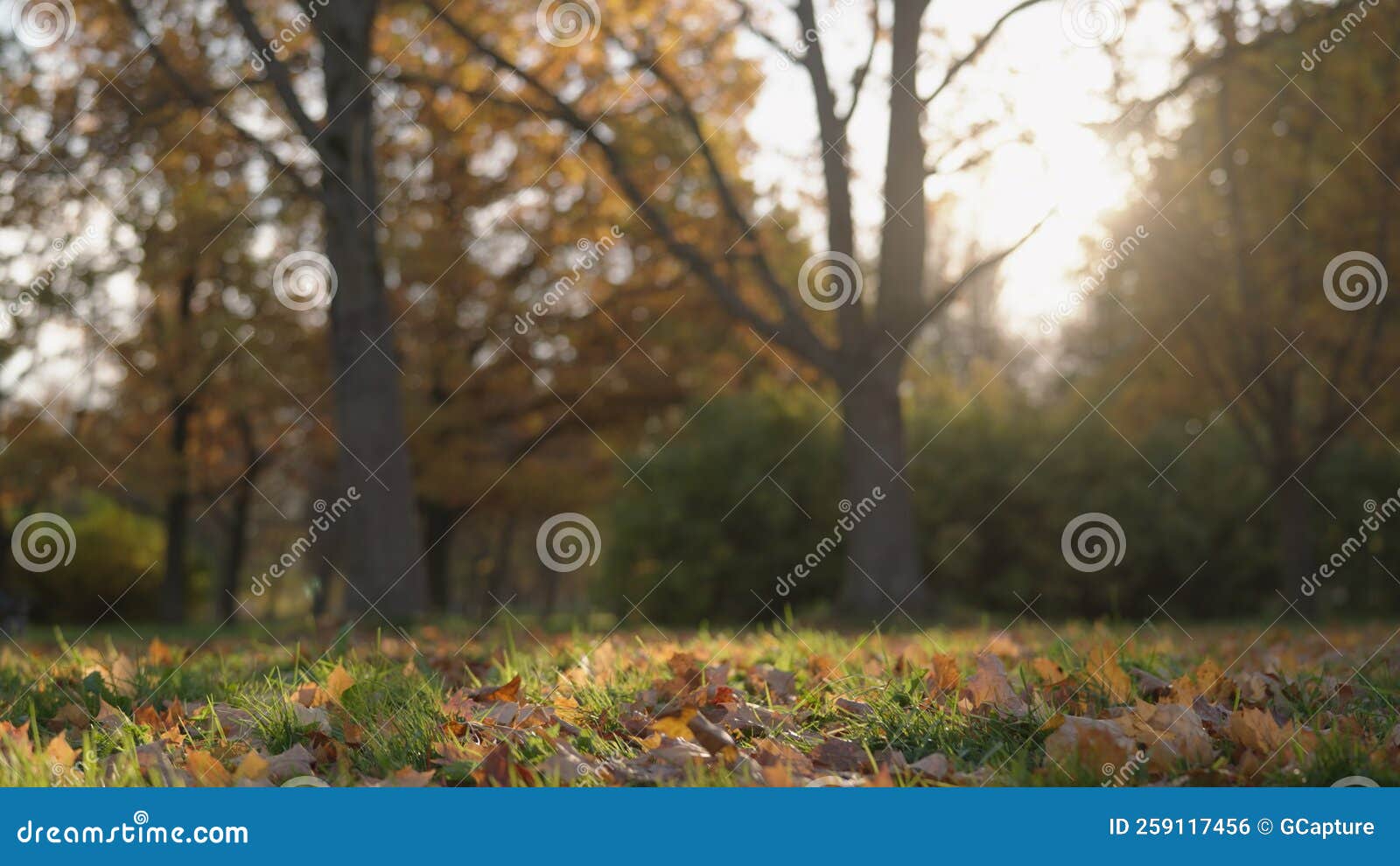 Low Angle Background of Park during Autumn Stock Photo - Image of ...
