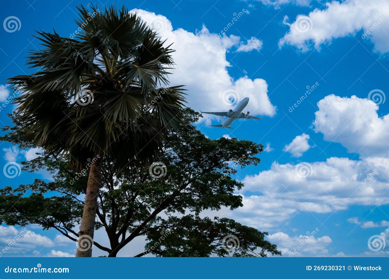 Low-angle of a Beautiful Palm Tree and a Flying Plane in the Cloudy Sky ...