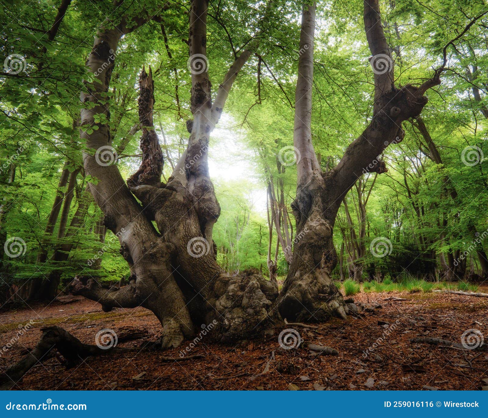 Low Angle of a Big Tree with Surface Roots Captured in Epping Forest ...