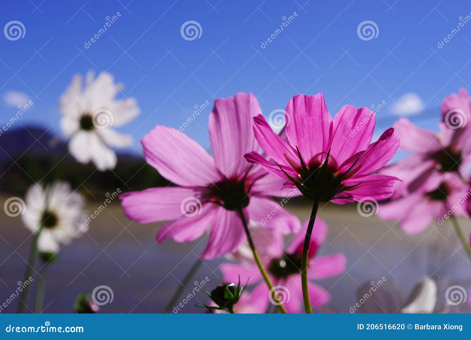 A Low Angle of Blooming Cosmos Flower Against the Light by the Lake ...