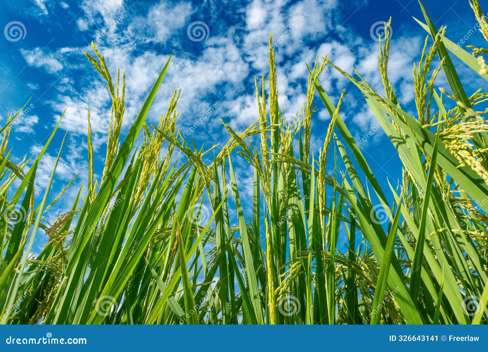 Low Angle Blue Sky and Green Paddy on Field Horizontal Composition ...